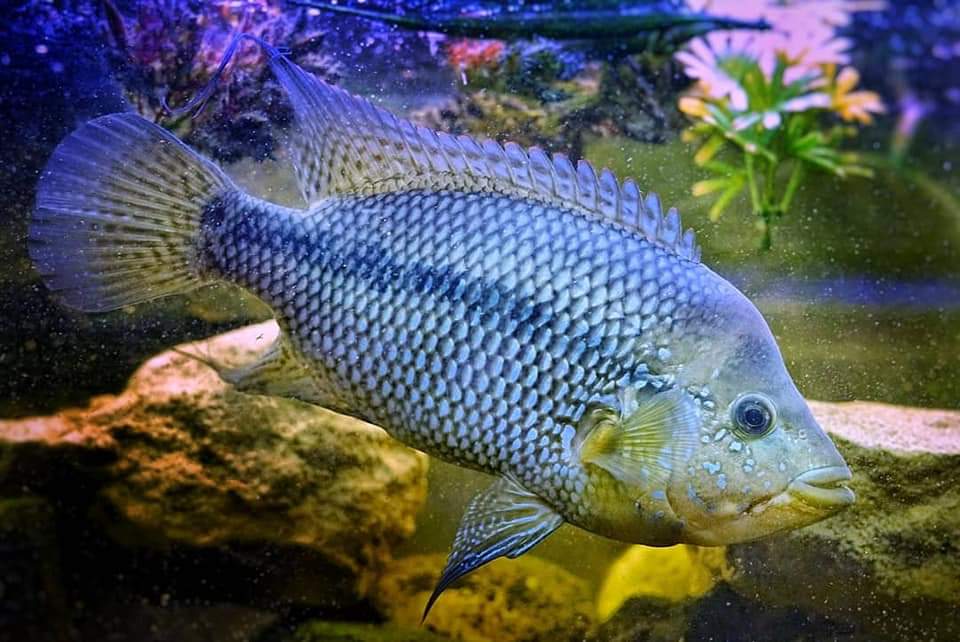 Everything You Need to Know About Umbee Cichlid