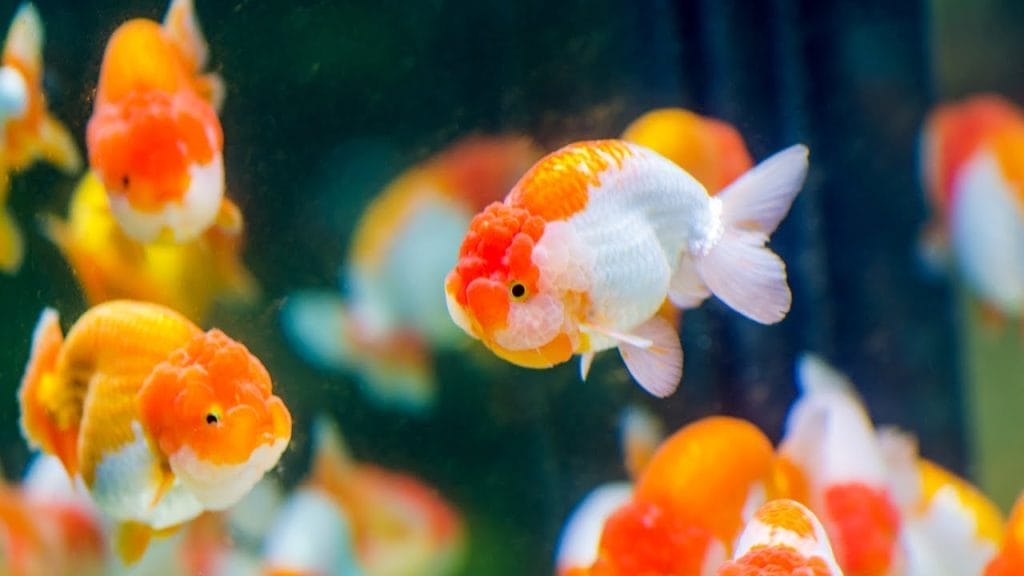 Discover the World of Goldfish