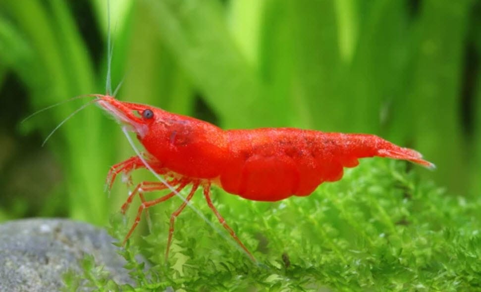 The Beauty of Cherry Shrimp in Your Aquarium